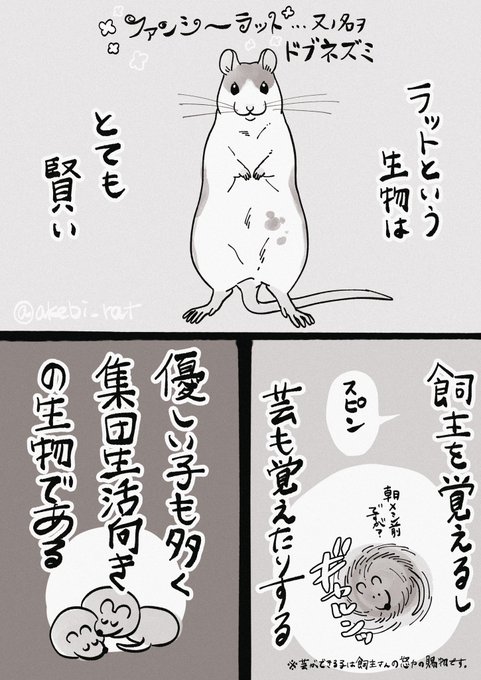 ラットって優しいんだぜっていうだけの漫画 | あけび さんのマンガ | ツイコミ(仮)