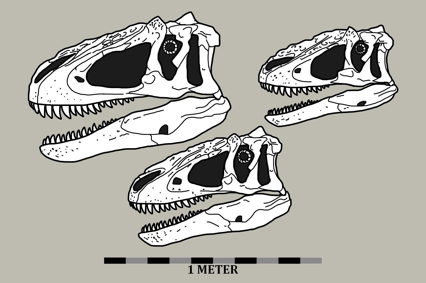 Yutyrannus Skeleton Yutyrannus Huali Hi Res Stock Photography And
