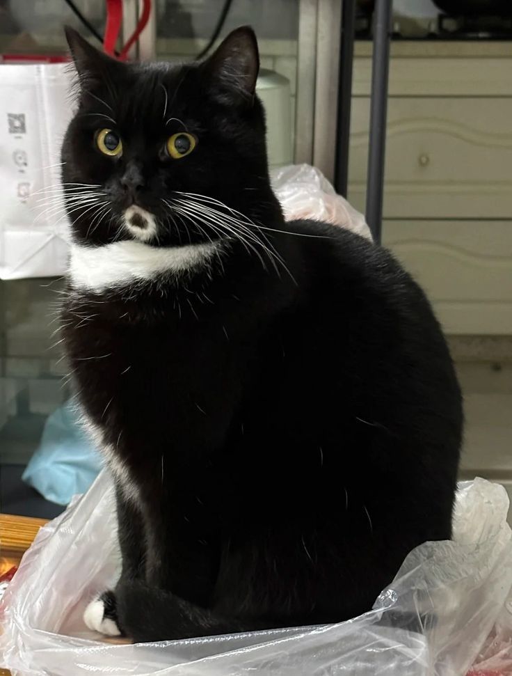 that cat :0 https://t.co/0vYbHyuUA4