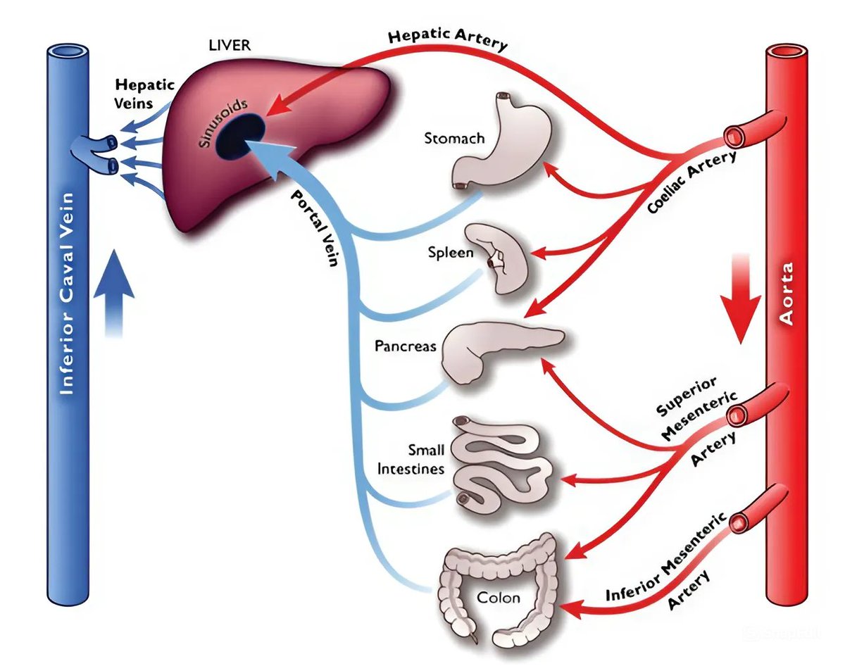 Your entire immune system depends on ONE organ. It's not your heart ...