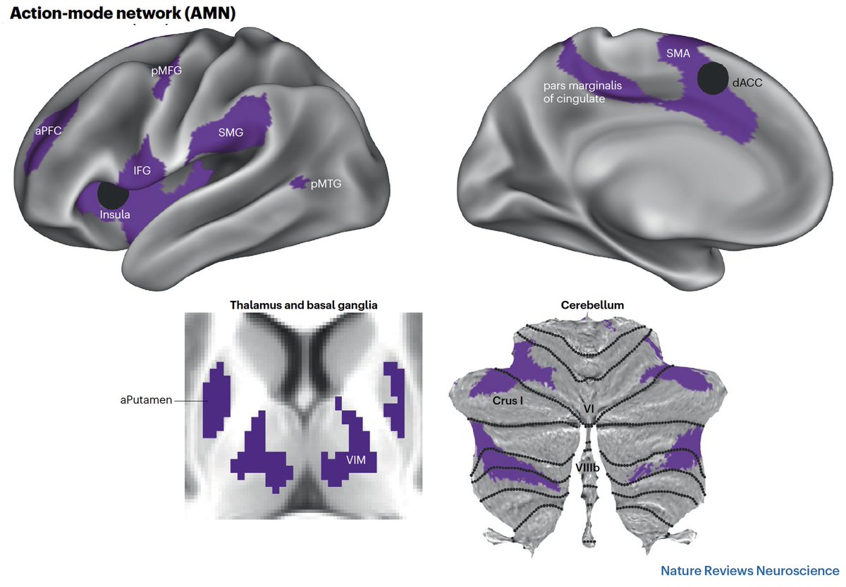 The brain’s action-mode network and default-mode network counterbalance ...