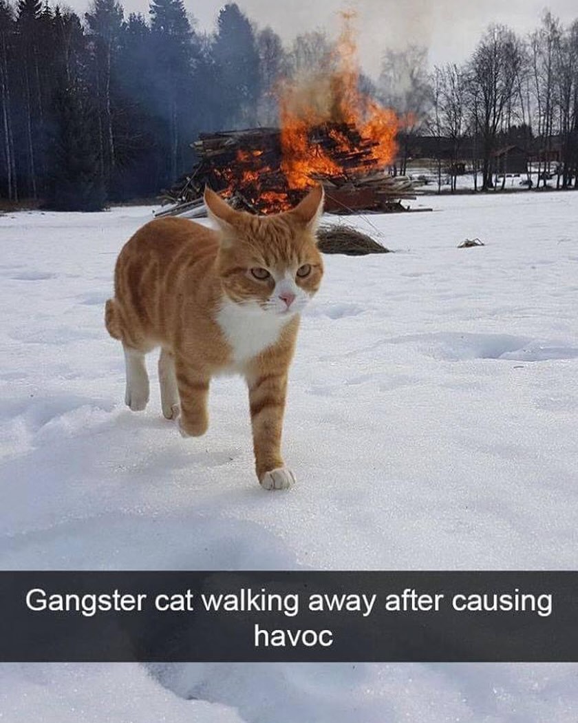 Gangsta Cat Meme