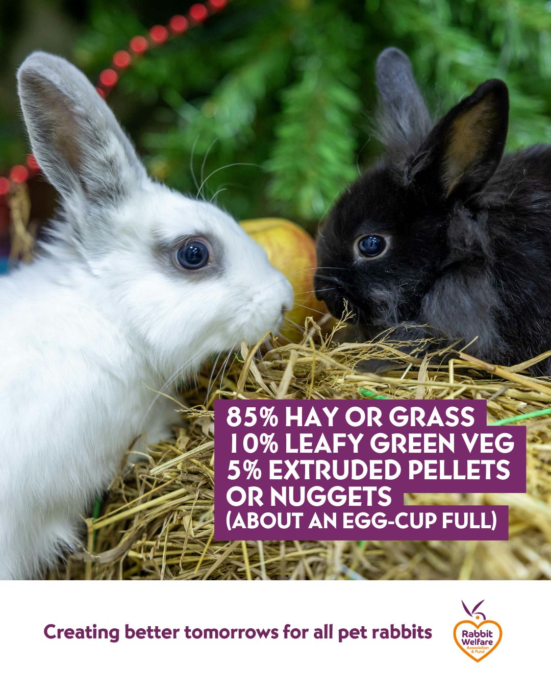 Veggies Background Rabbit