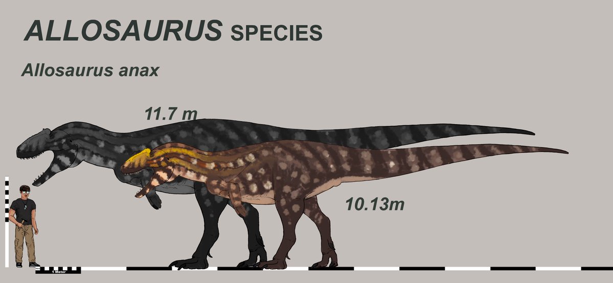 Allosaurus Size