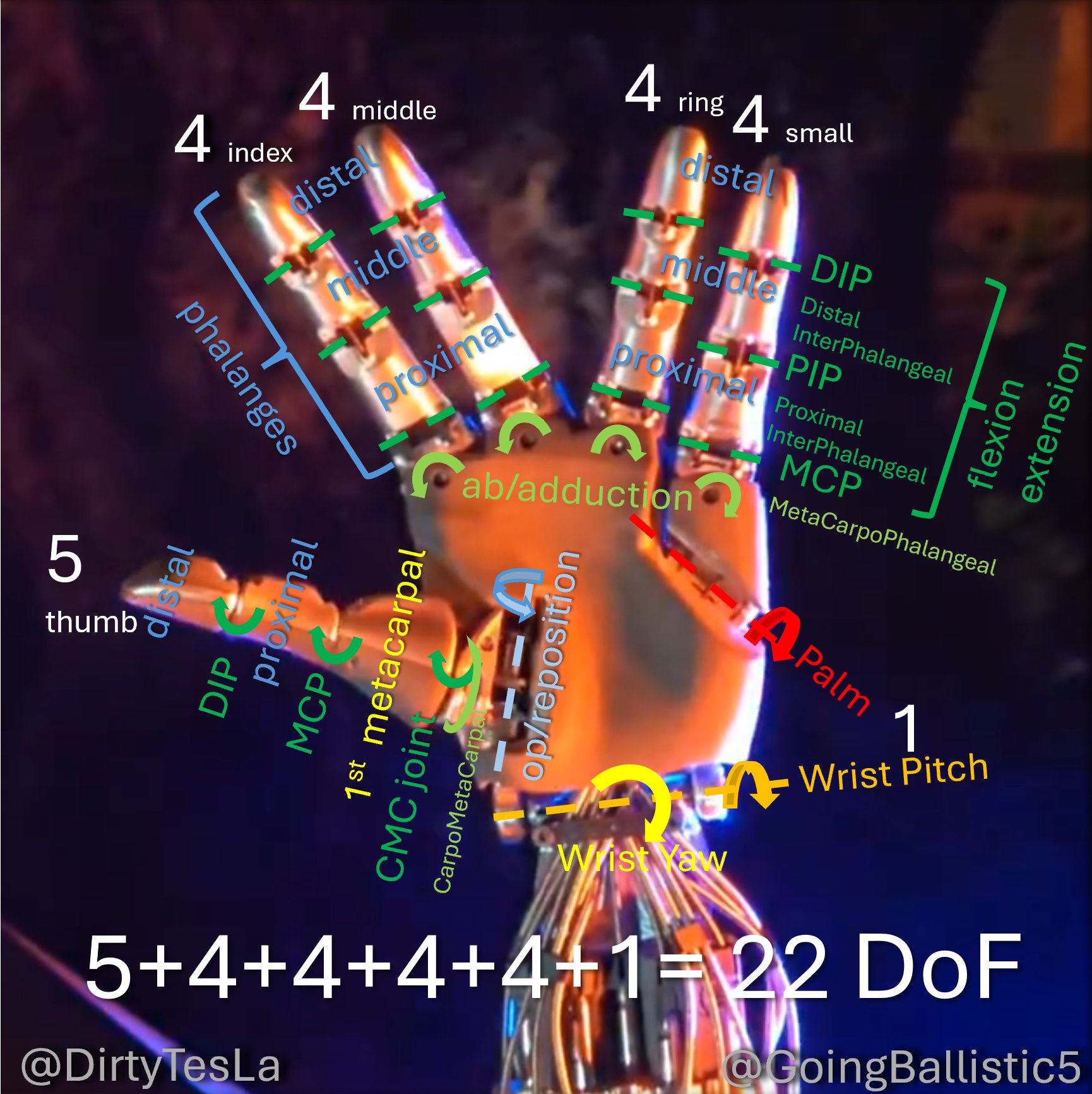 Large Human Finger Joints