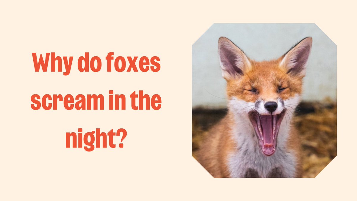 Fox Scream Sounds The Fox, The Fisher, And Those Curious Noises In The