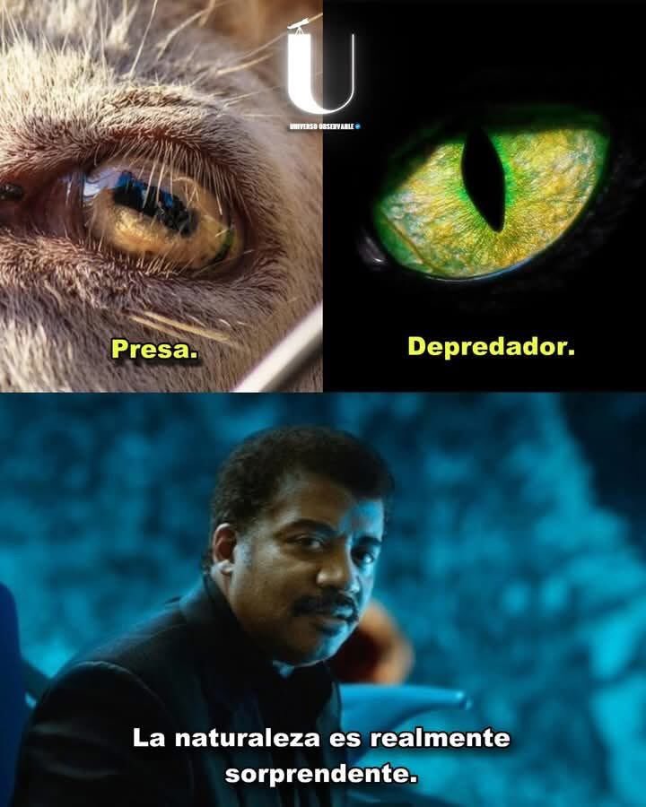 Sorprendente Memes Campen M., Et Al,. Bioaccumulation Of Microplastics