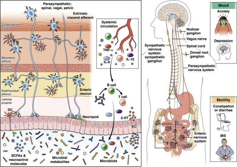 This is a map of the shared genetics between gastrointestinal and ...