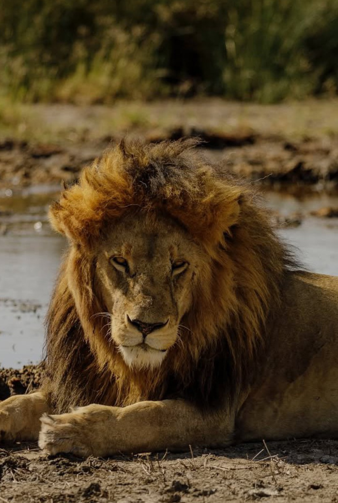 Bob Lion Wallpaper African Lions At Rest By Bob Kuhn – Sporting