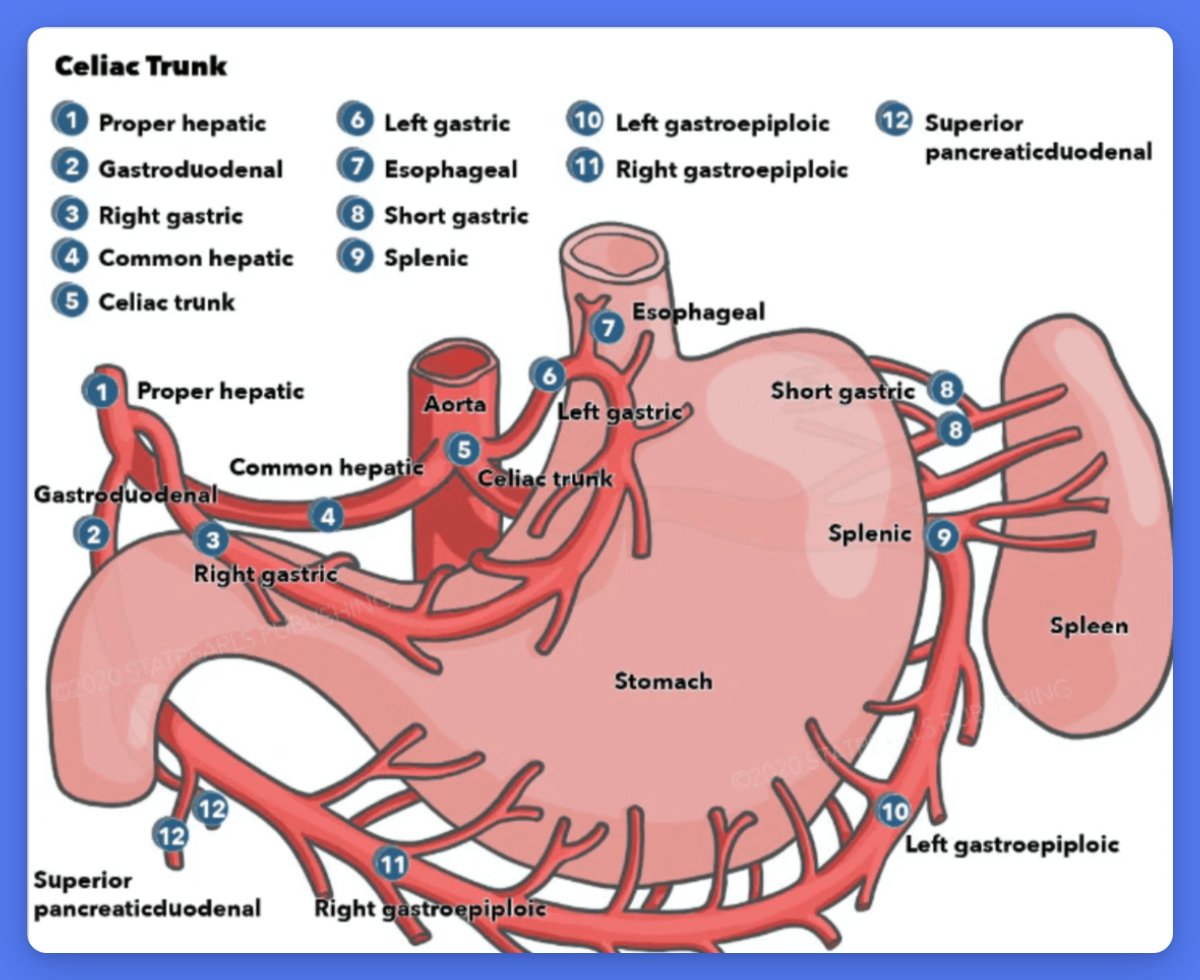 Celiac Trunk Branches Diagram