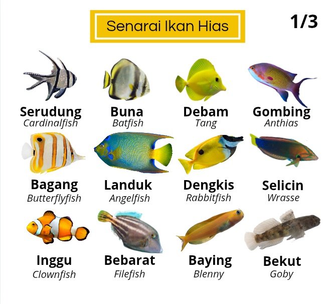 Ikan Di Laut Malaysia