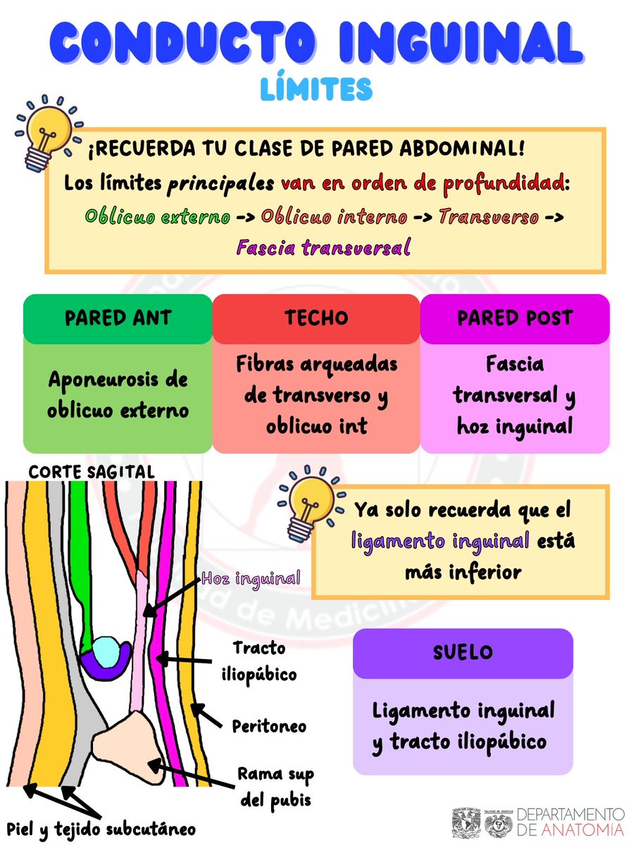 Anatomía Del Conducto Inguinal Anatomía De La Región Inguinal