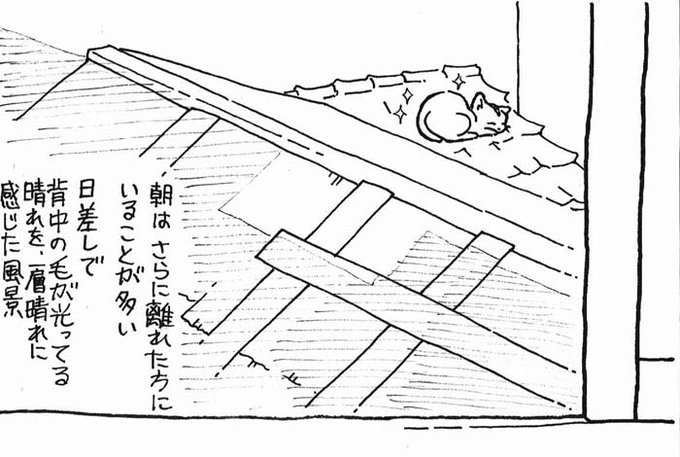 『のらねことの距離感がわからない』 絵日記 2/7 二日目 | ごん屋 さんのマンガ | ツイコミ(仮)