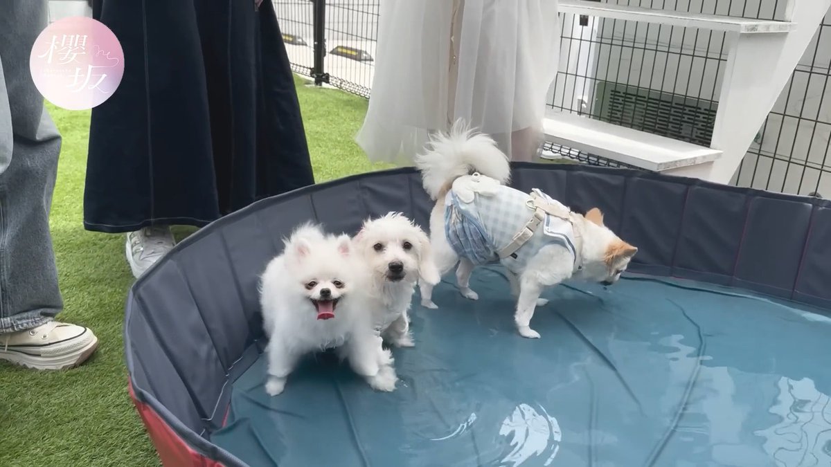 愚鈍(@po_iz) - Twilog (ツイログ)