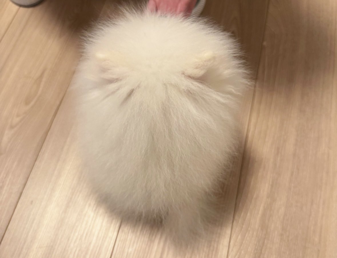 愚鈍(@po_iz) - Twilog (ツイログ)