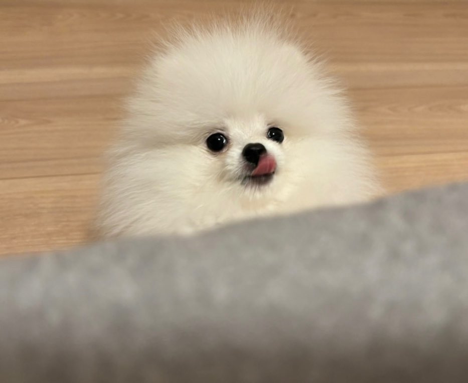 愚鈍(@po_iz) - Twilog (ツイログ)