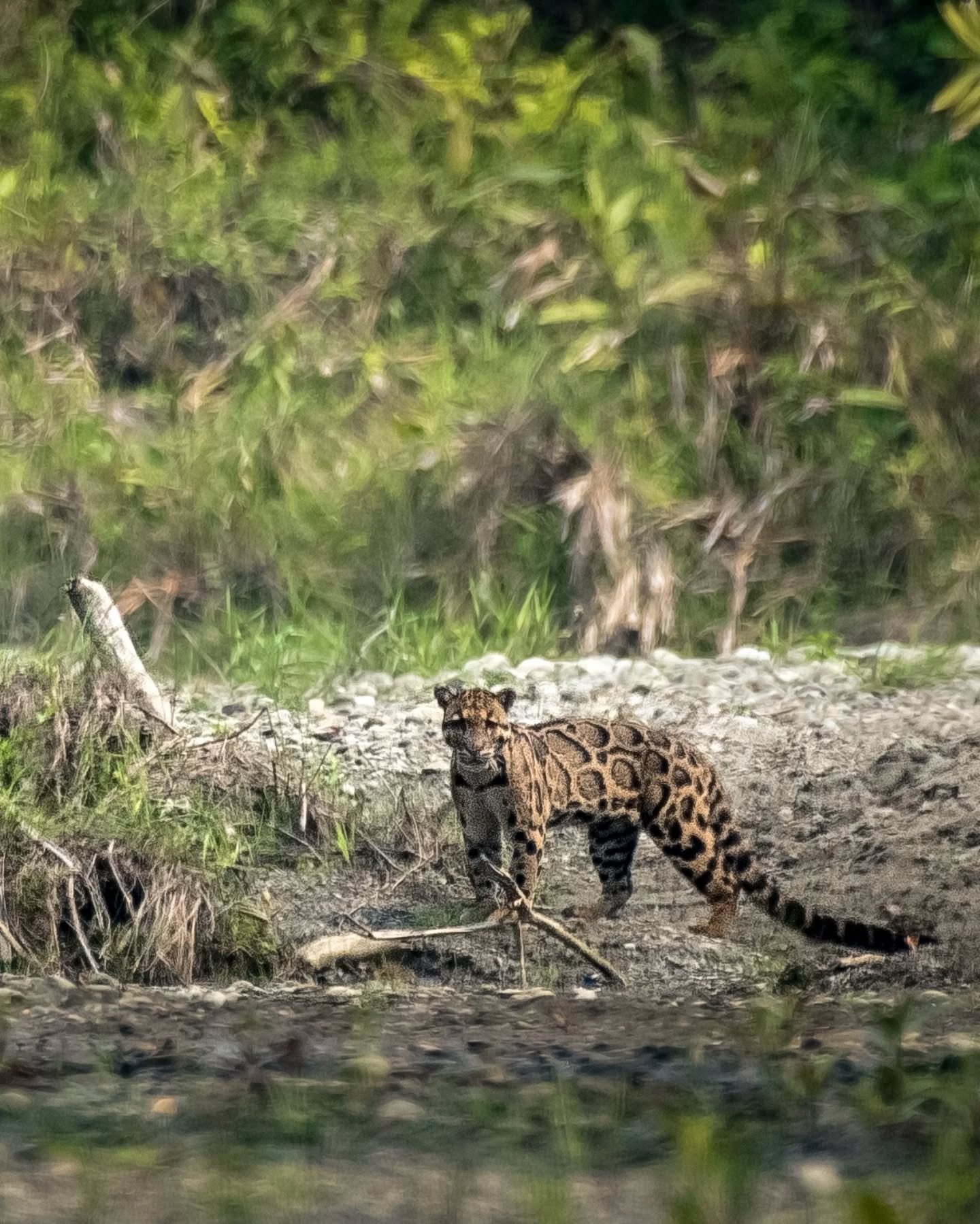 Indian Clouded Leopard Cloudedleopard Stock Photos Free