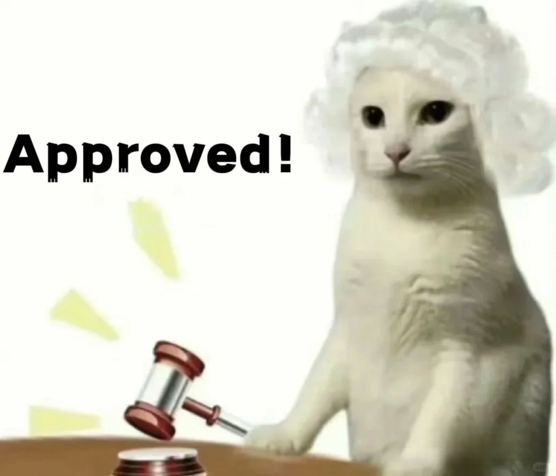 Cat Approval Memes