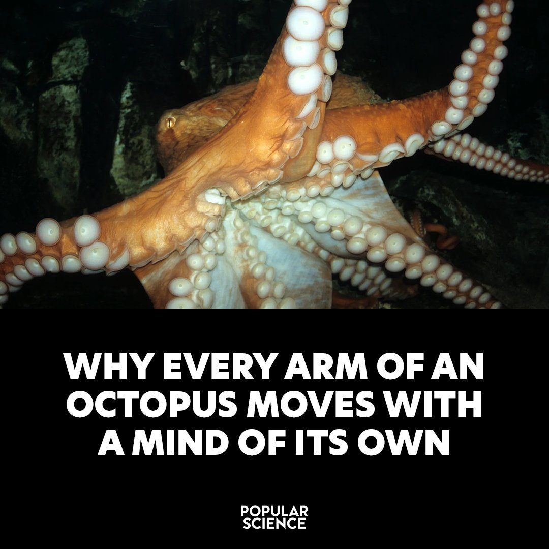 Octopus Mating Memes