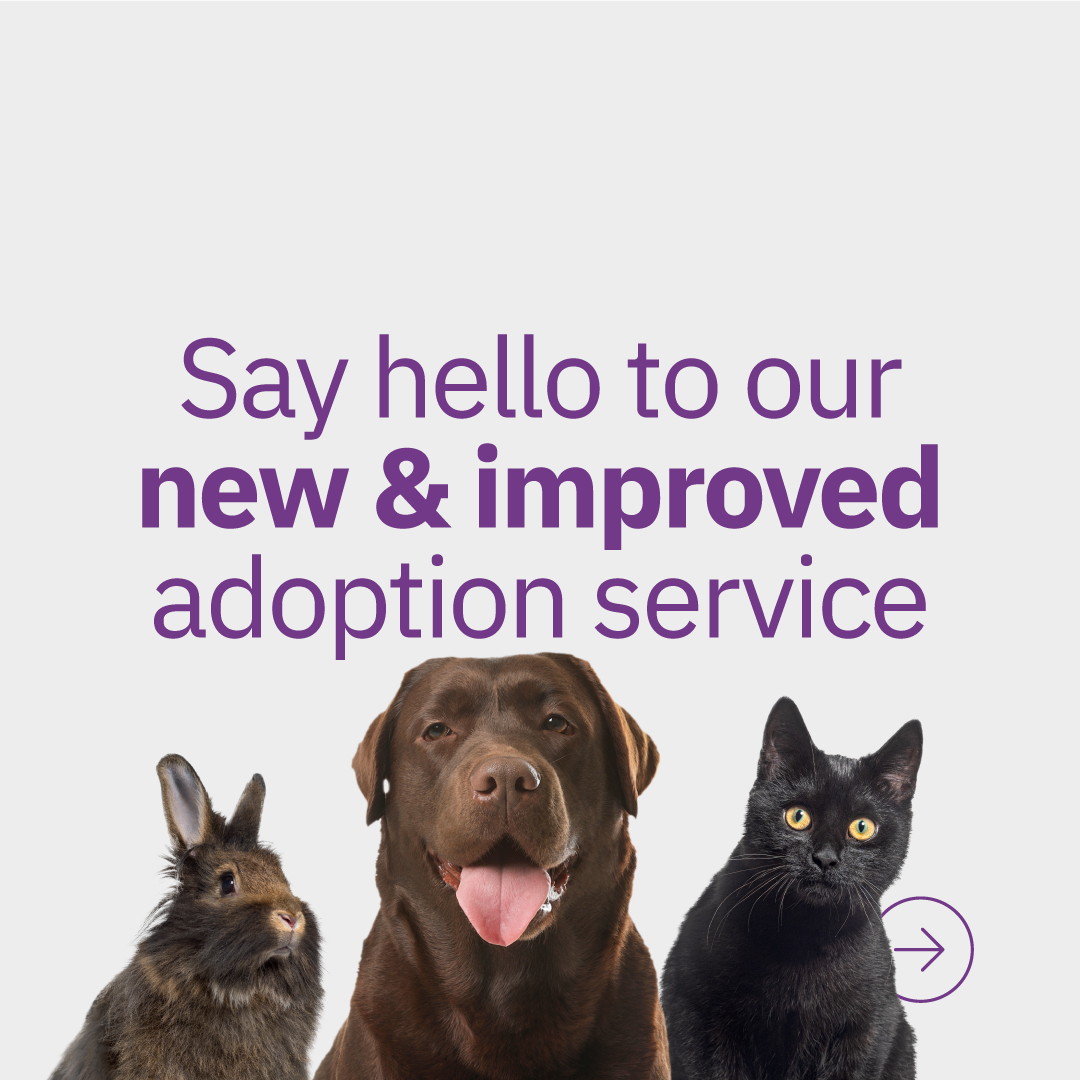 Scottish Spca Logo Scottish SPCA Launch Appeal For North East Foster