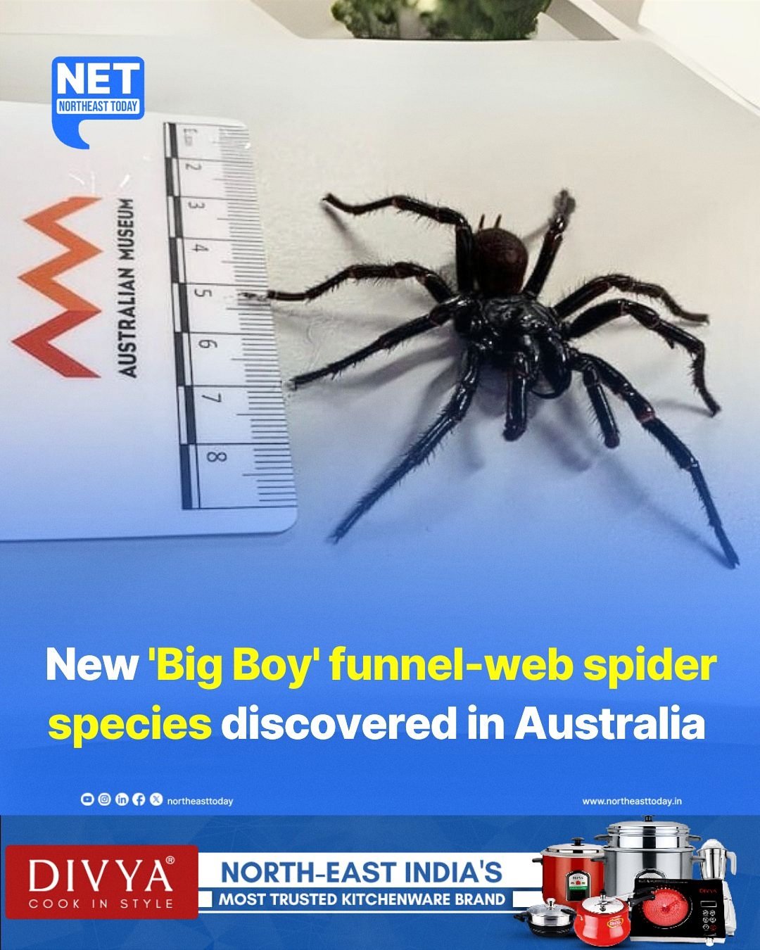 Australian Spiders Black House Spider The Australian Museum