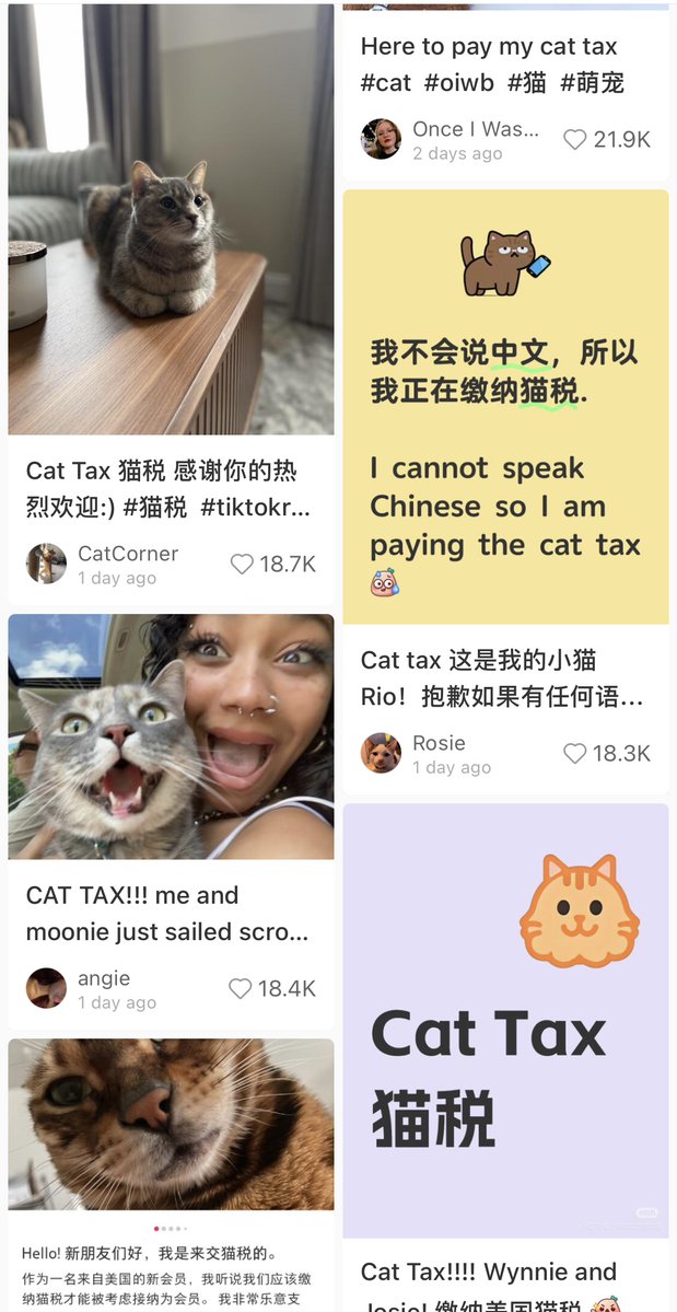 Cat Tax Memes So Funny! Americans' Cats Conquer China! | Gallery