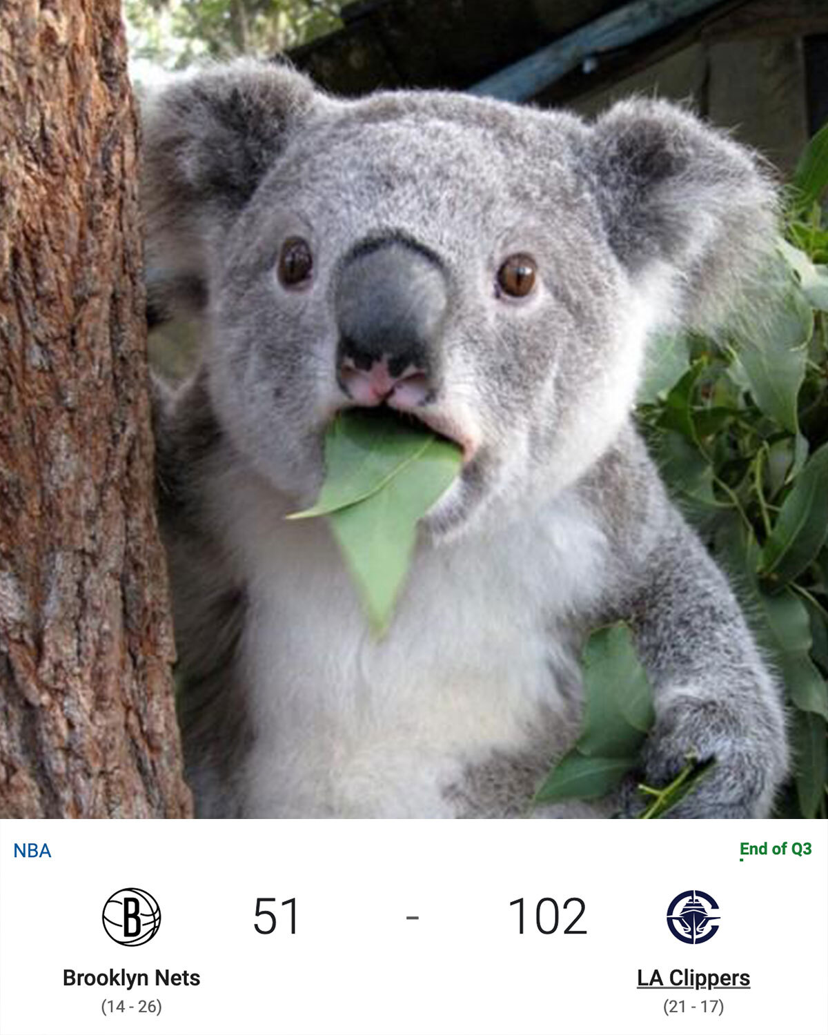 Shocked Koala Memes Super Gross Koala Stuff | National Geographic