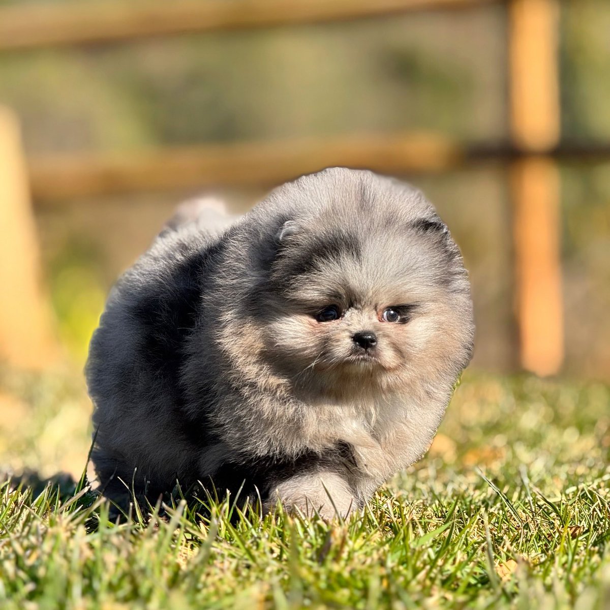 愚鈍(@po_iz) - Twilog (ツイログ)