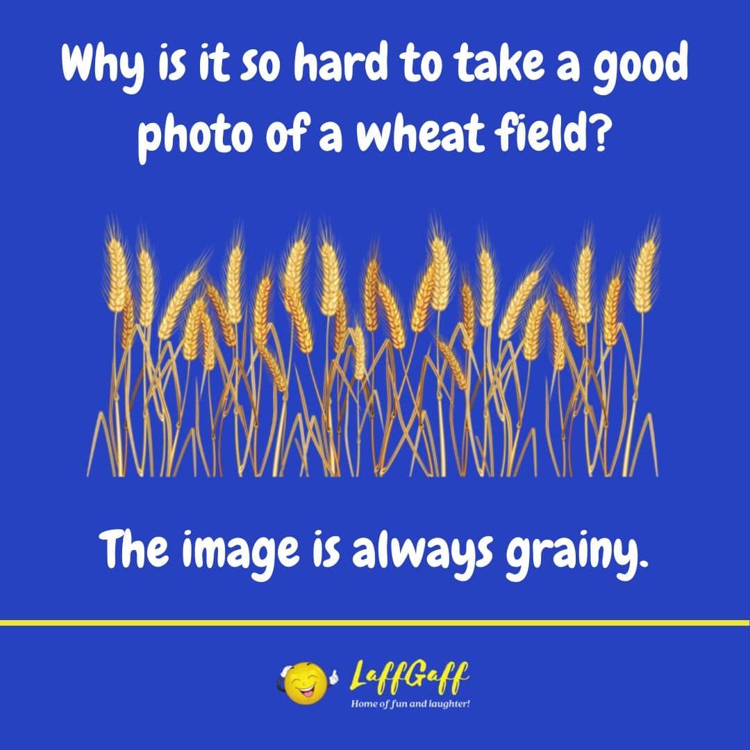 Memes Wheat Field #tiktok #instagram #love #viral #like #memes #follow