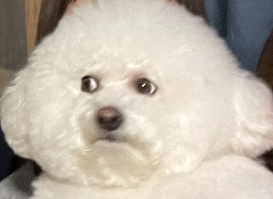 愚鈍(@po_iz) - Twilog (ツイログ)