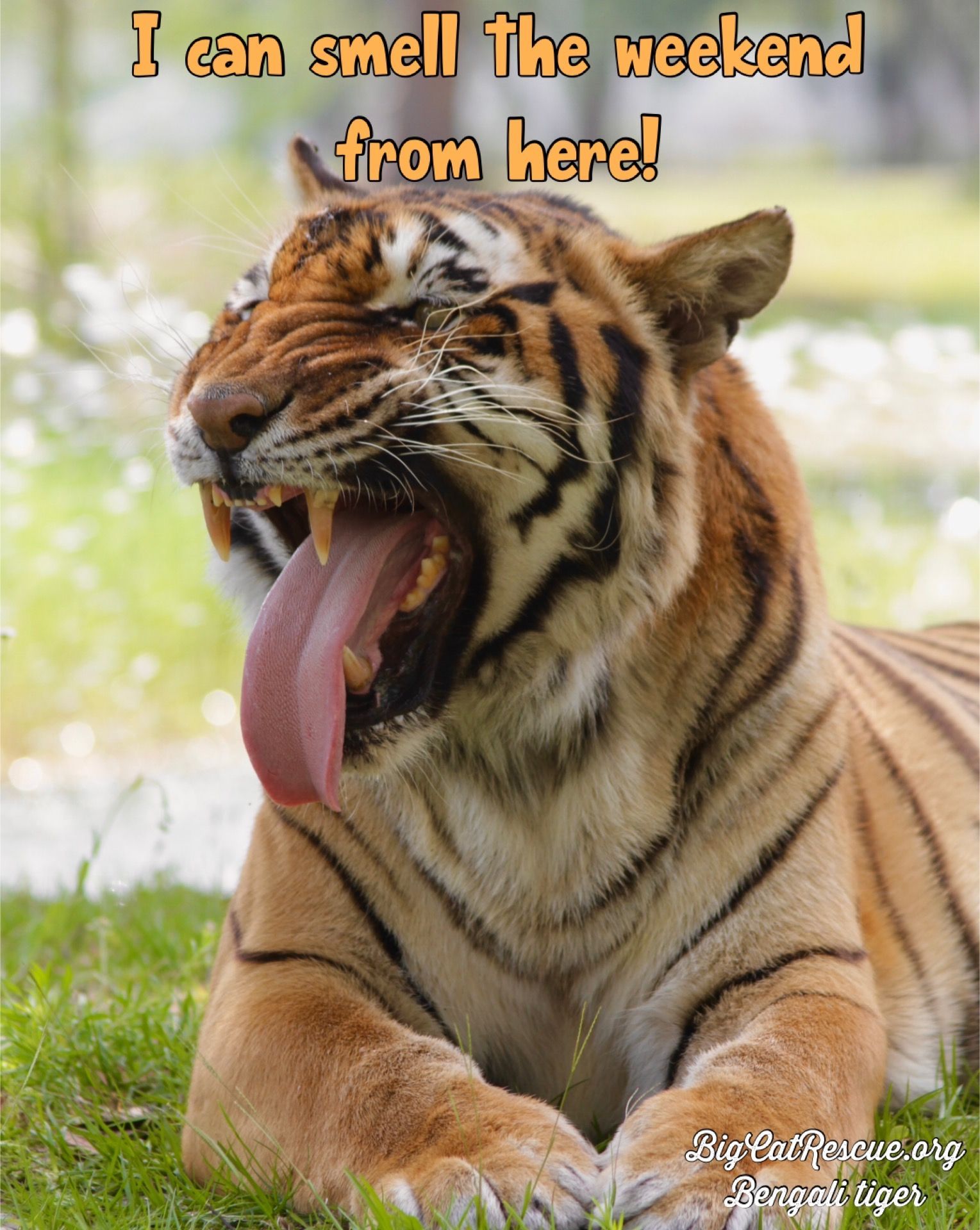 Funny Tiger Quotes Good Luck Tiger Parent Messages | Giving To RIT