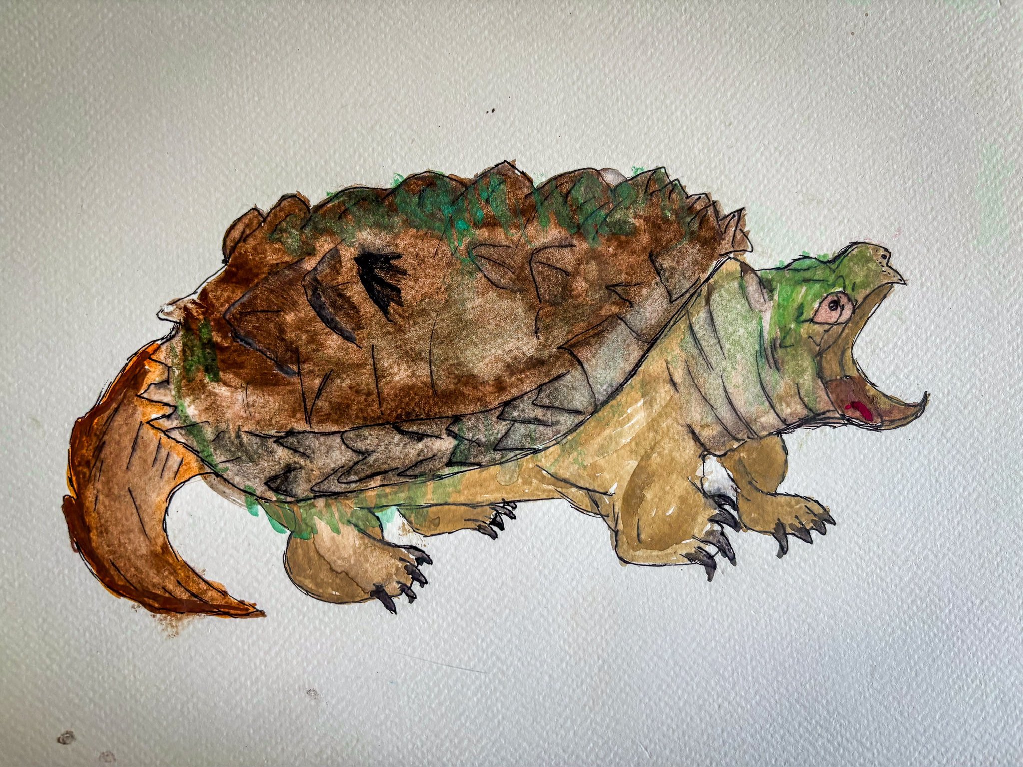 African Snapping Turtle Drawing Vet Reveals Bizarre Name Of