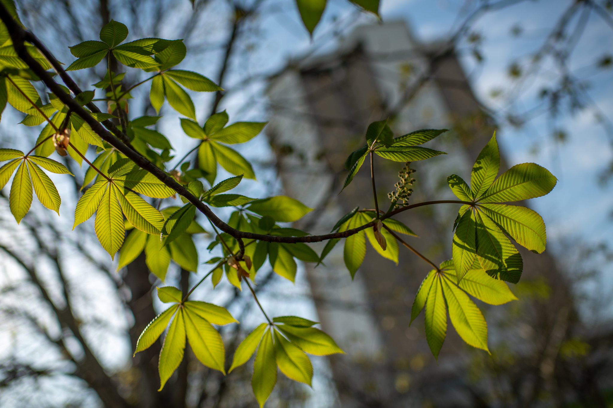 Buckeye Tree Quotes Ever Wondered What Makes A Buckeye More Than Just