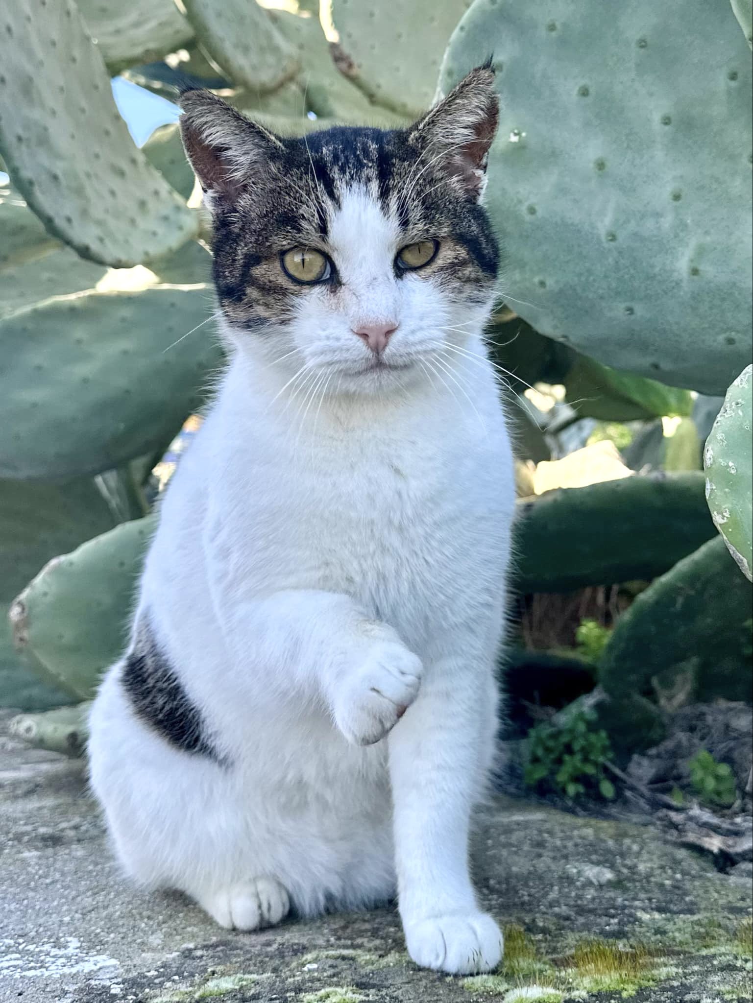 Prickly Pear Cat