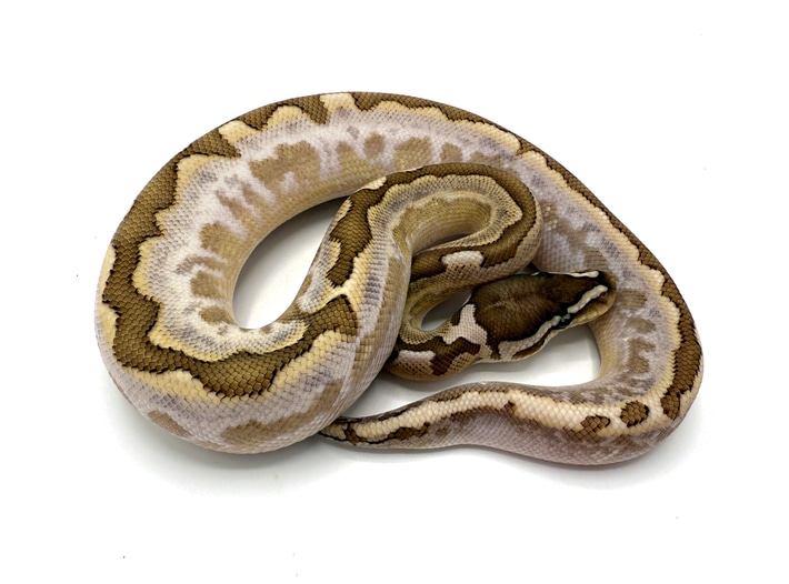 Wallpapers Calico Ball Python