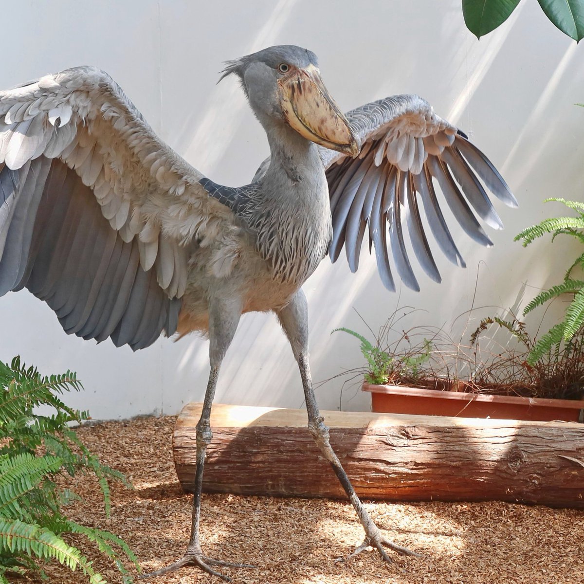 わにのたまご(@waninon5050) - Twilog (ツイログ)