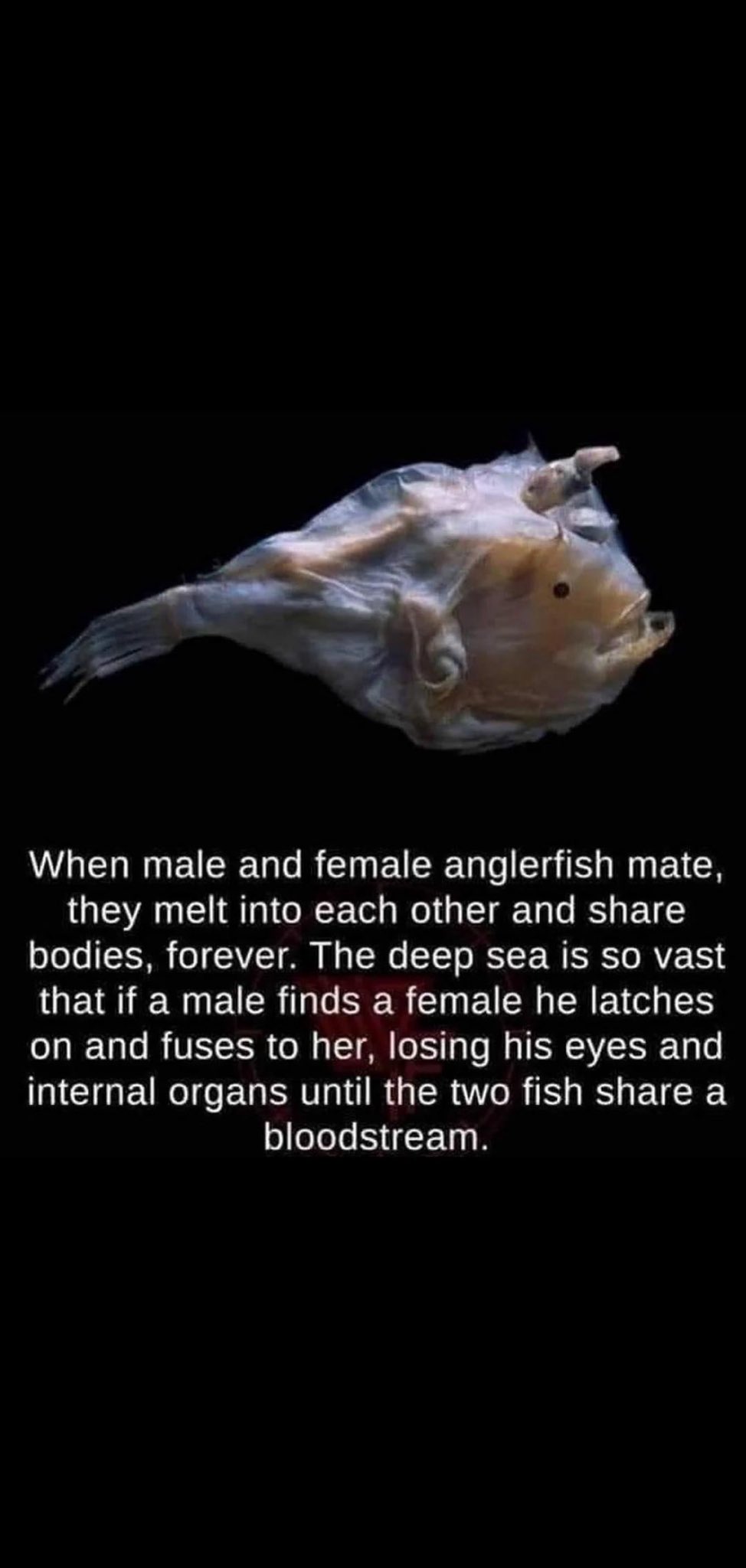 When Male And Female Anglerfish Mate They Melt Into Each