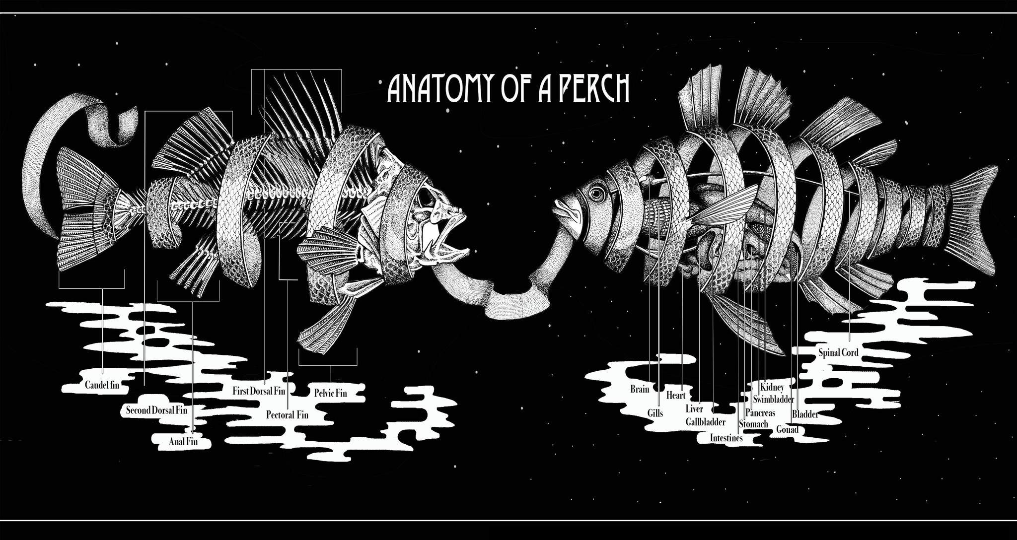 Perch Heart Diagram
