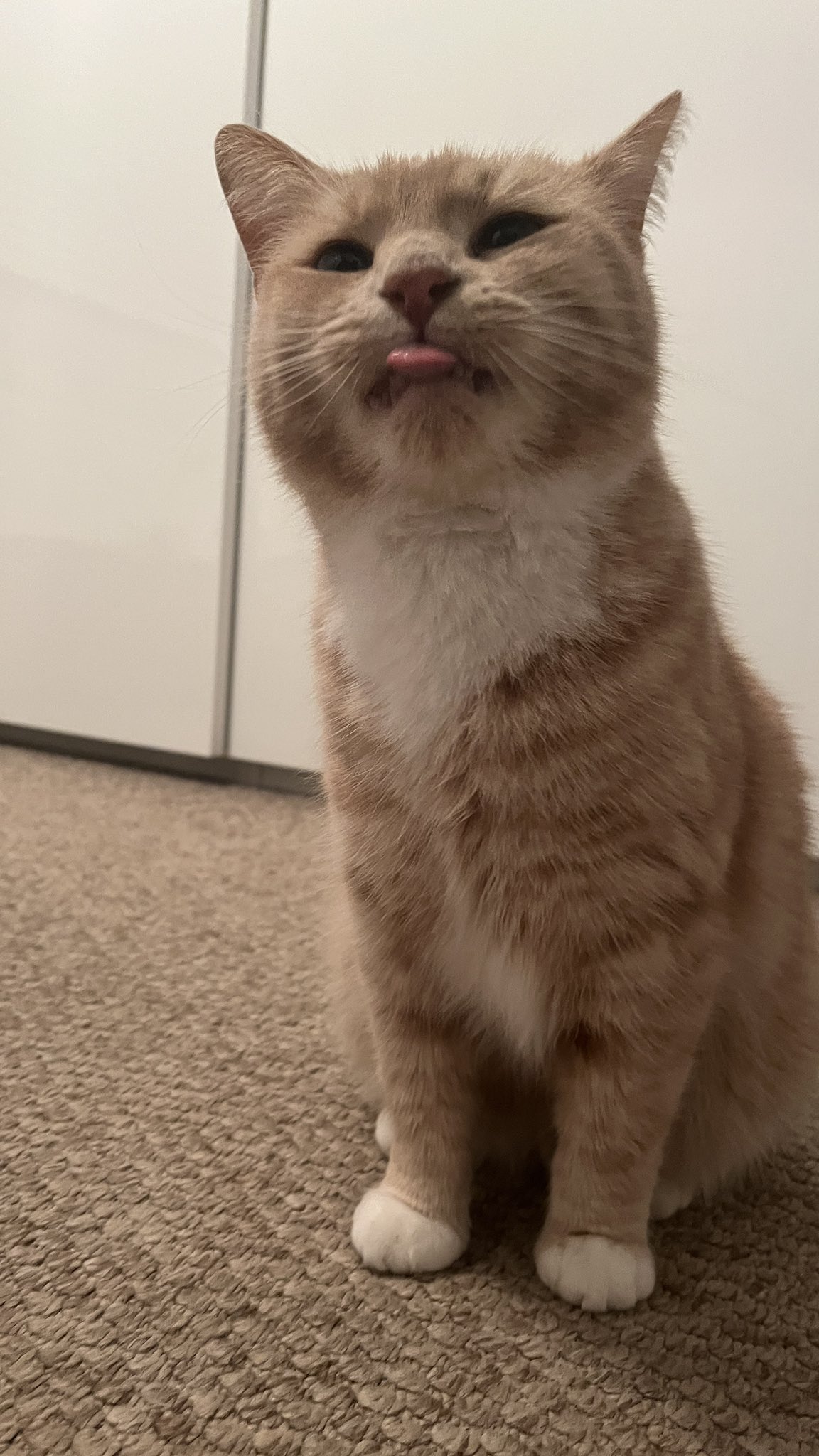 Smug Monkey Memes 15 Hilarious Monkey Memes To Brighten Your Day I