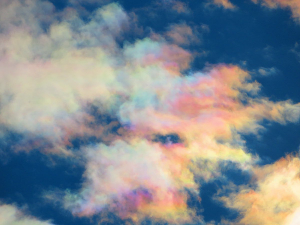 🎼 桃姫きゃる:||(@ppcal_calace) - Twilog (ツイログ)