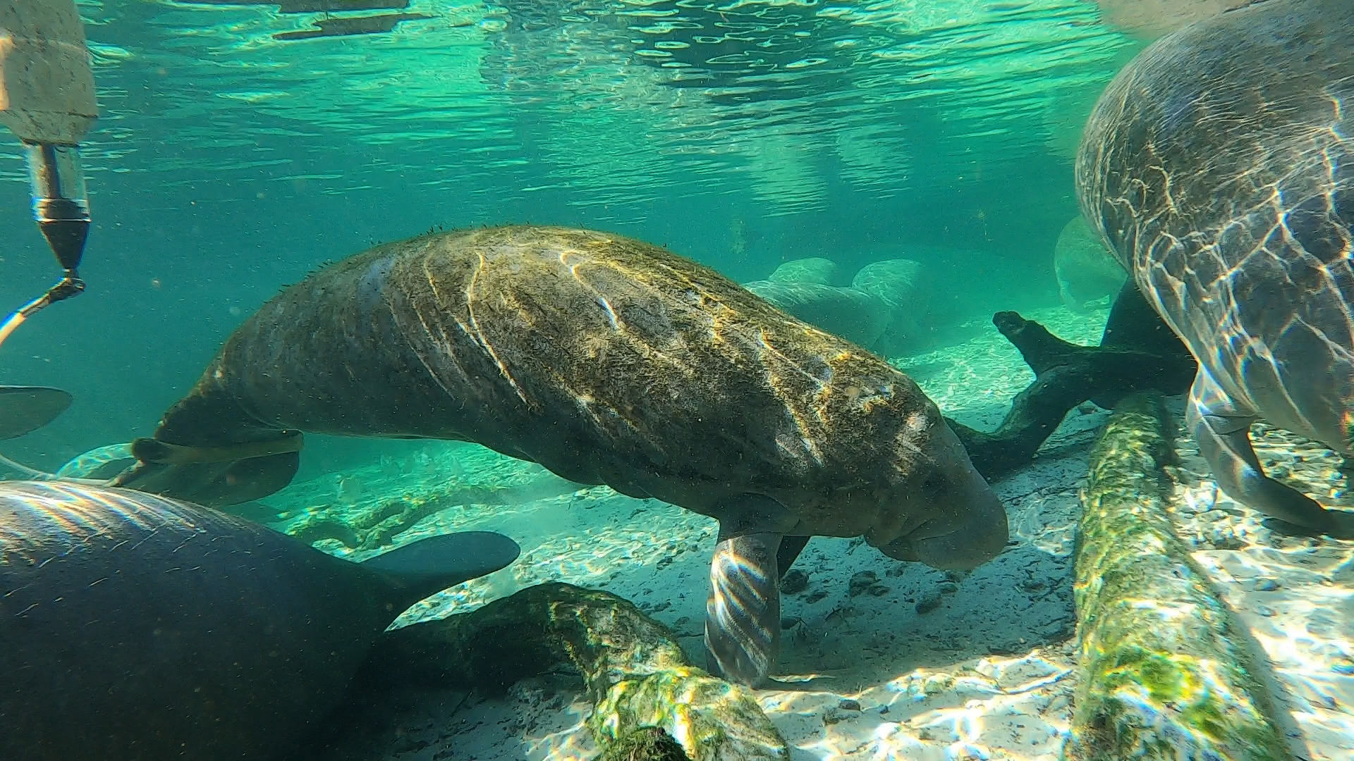 Manatee Desktop Wallpaper 100+] Manatee Wallpapers | Wallpapers.com