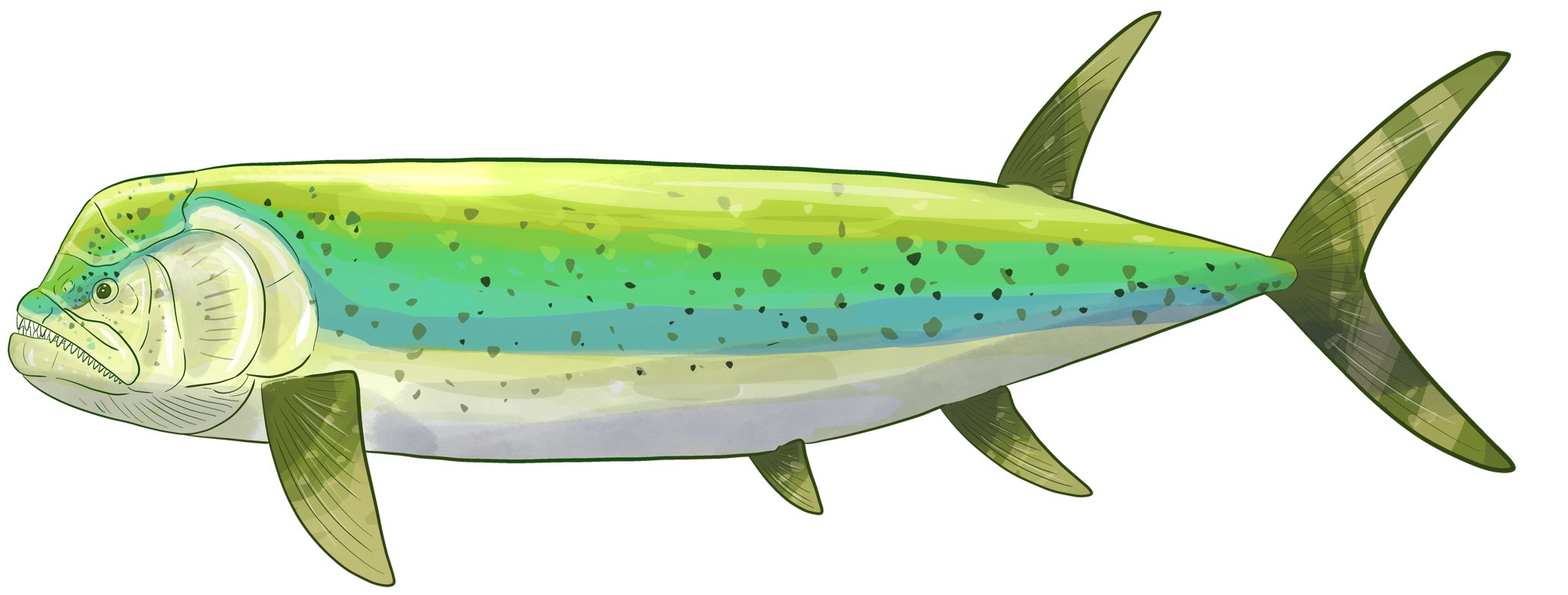 Banana Fish Animal