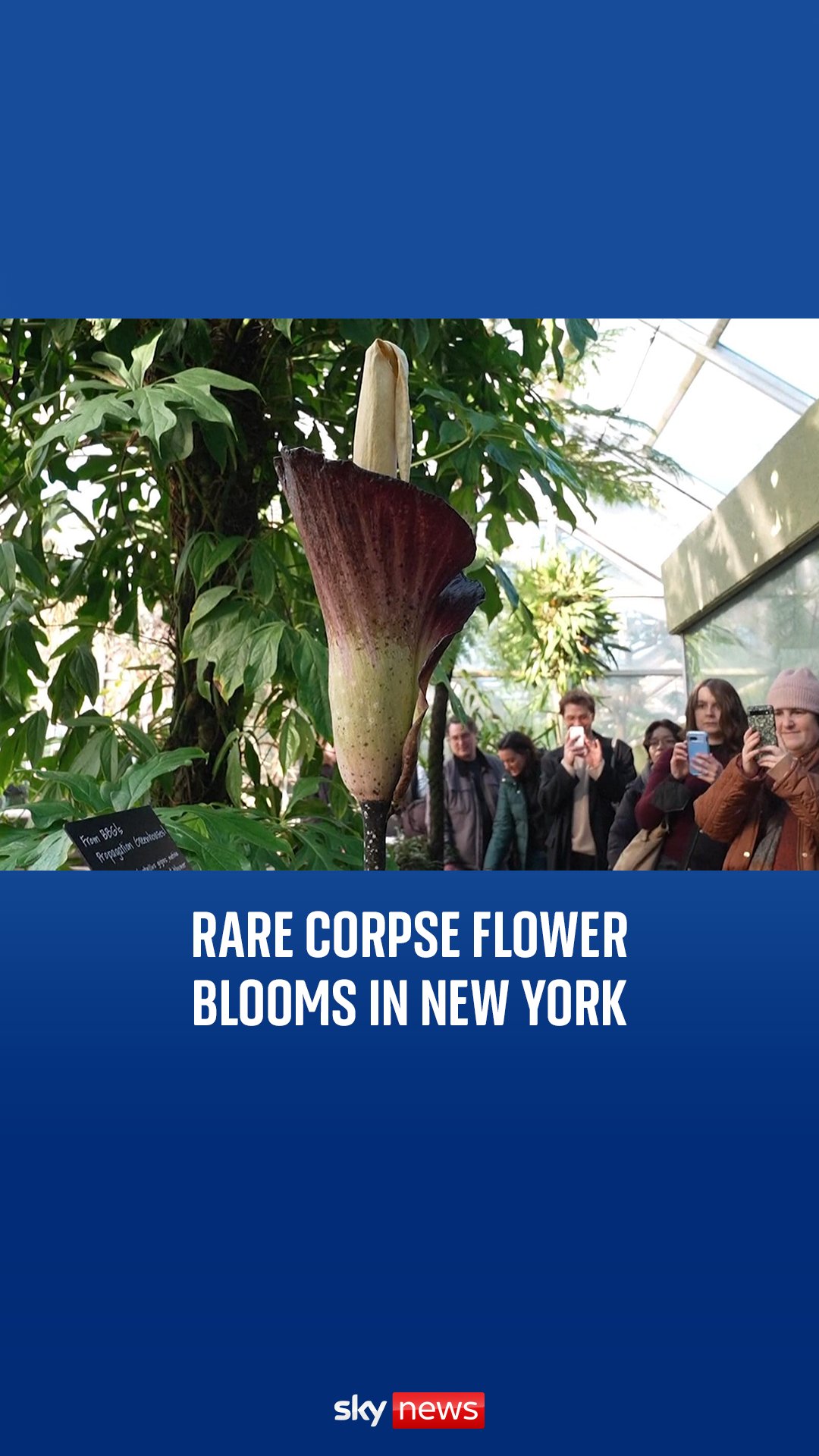 Corpse Flower People Gathered To See The Brooklyn Botanic Garden's