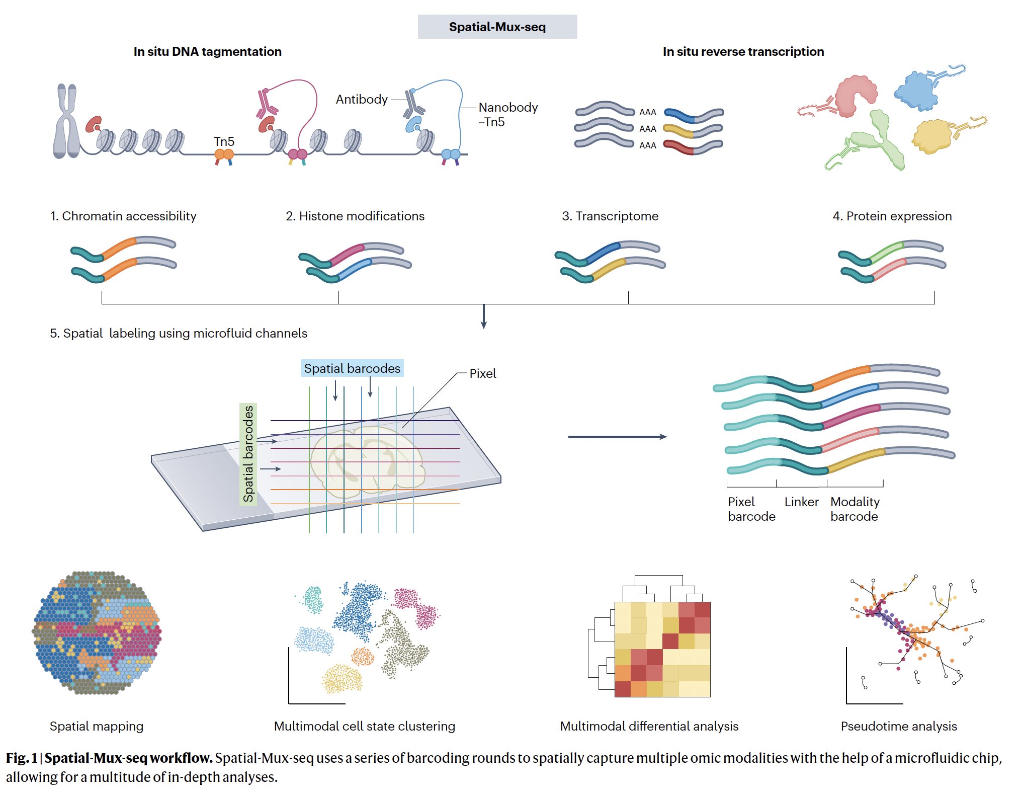 Spatial Resolution Spatial Resolution | Radiology Reference Article
