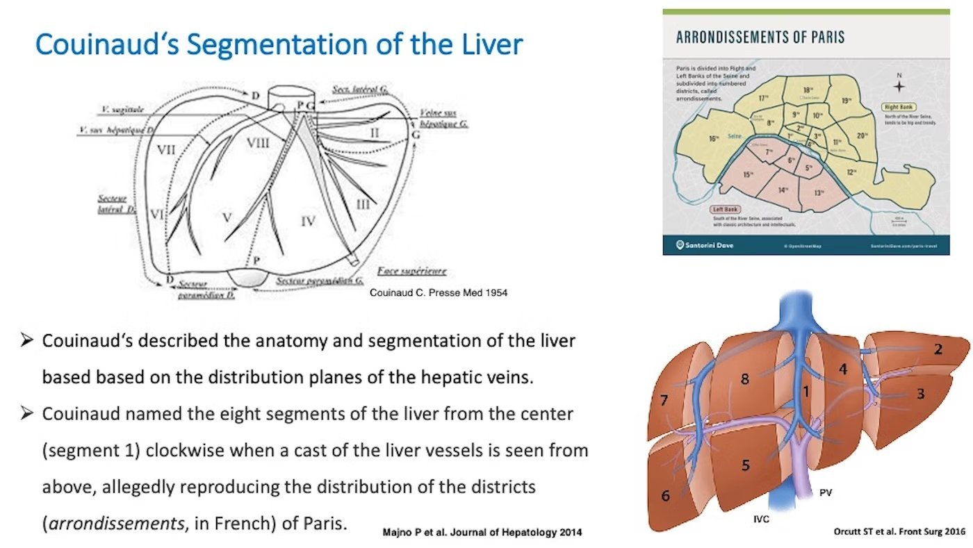 Segments Of Liver Anatomy