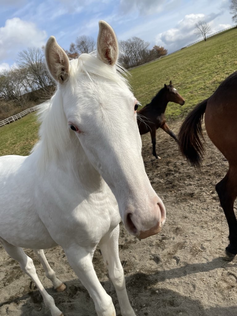 Toshiaki Ibata(@Like_a_ibata) - Twilog (ツイログ)