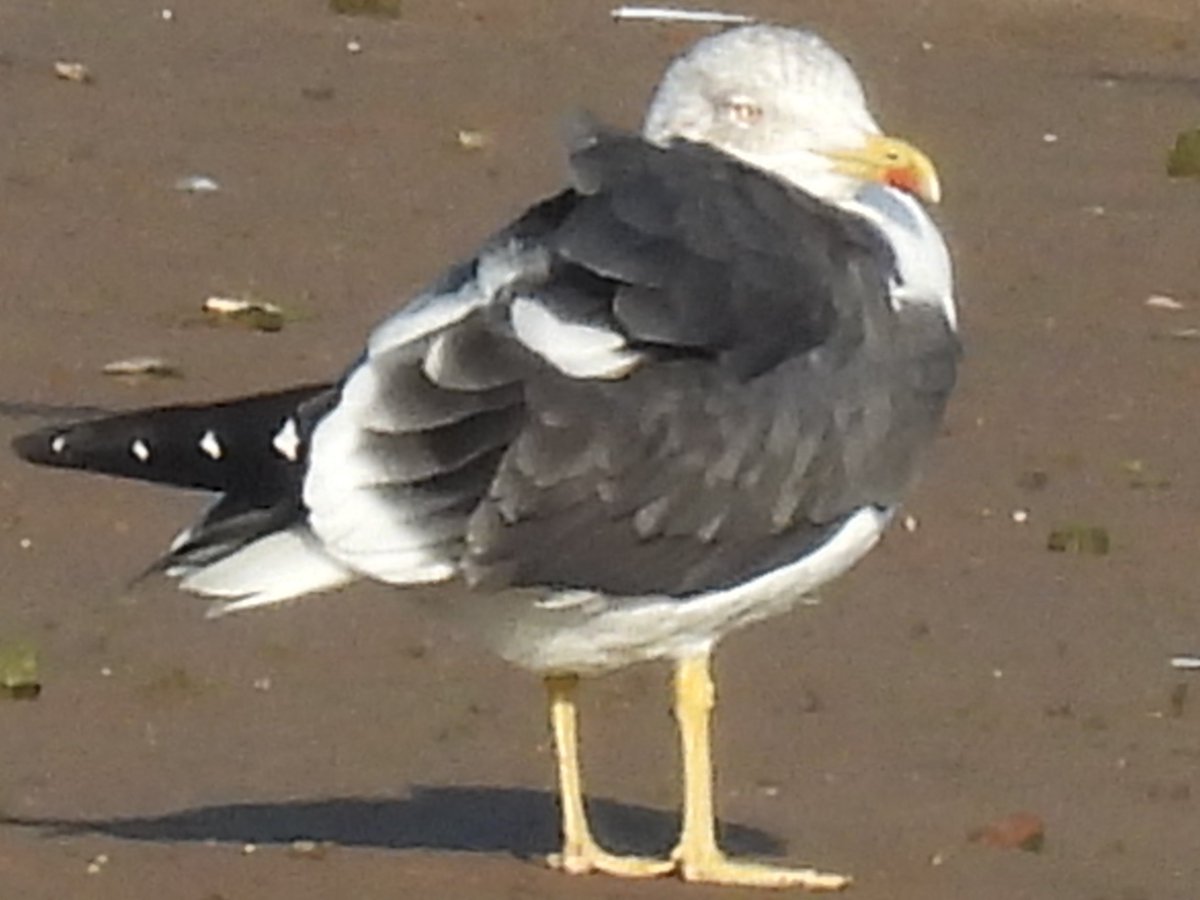 Recent Sightings - Cornwall Birds (CBWPS)