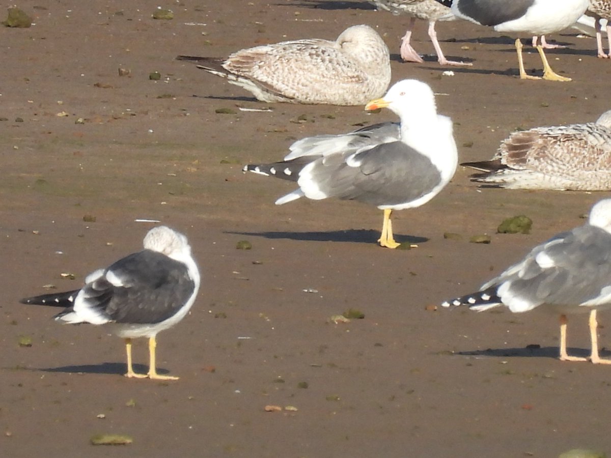 Recent Sightings - Cornwall Birds (CBWPS)