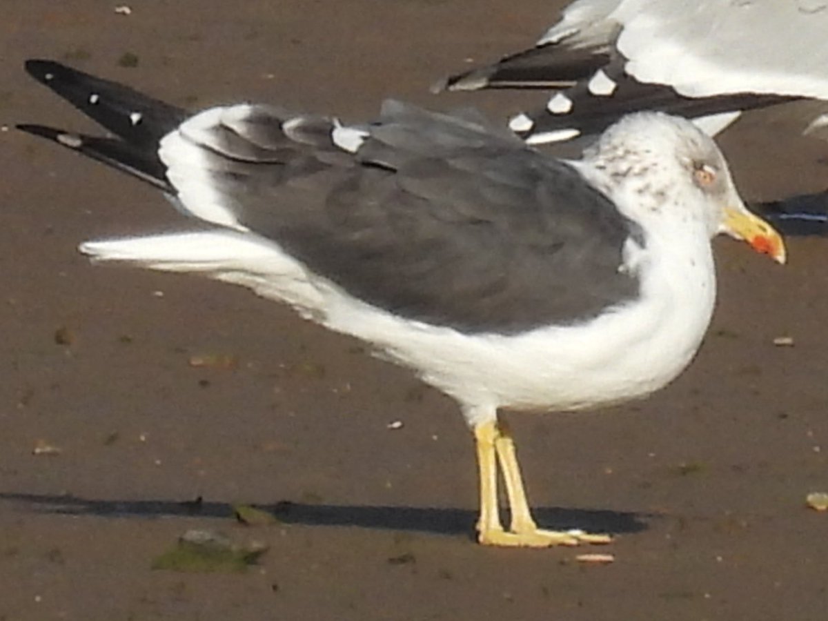 Recent Sightings - Cornwall Birds (CBWPS)