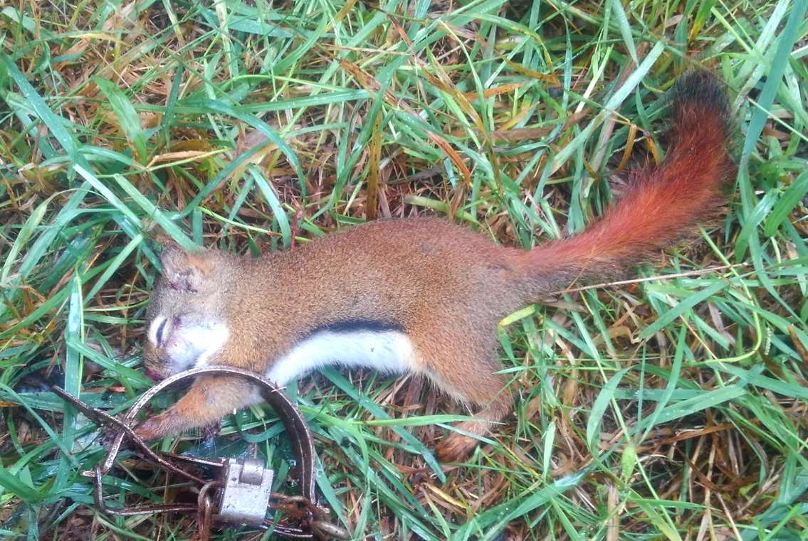 Red Squirrel Traps Where He Has Caught And Killed Over 22 Hi Res Stock